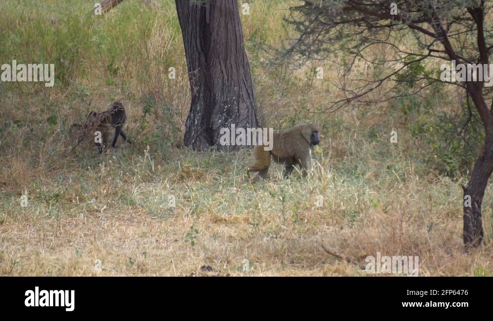Monkey family at safari park Stock Videos & Footage - HD and 4K Video ...