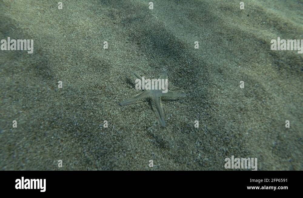 Star fish starfish Stock Videos & Footage - HD and 4K Video Clips - Alamy