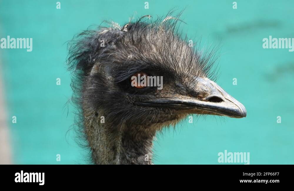 Emu closeup face Stock Videos & Footage - HD and 4K Video Clips - Alamy