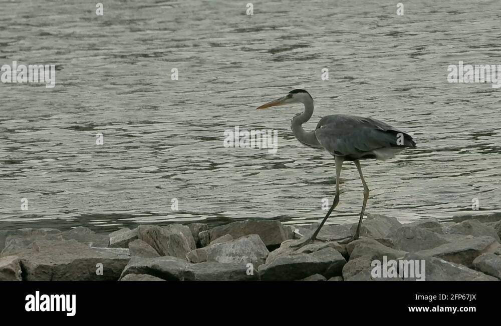 Nose stone Stock Videos & Footage - HD and 4K Video Clips - Alamy
