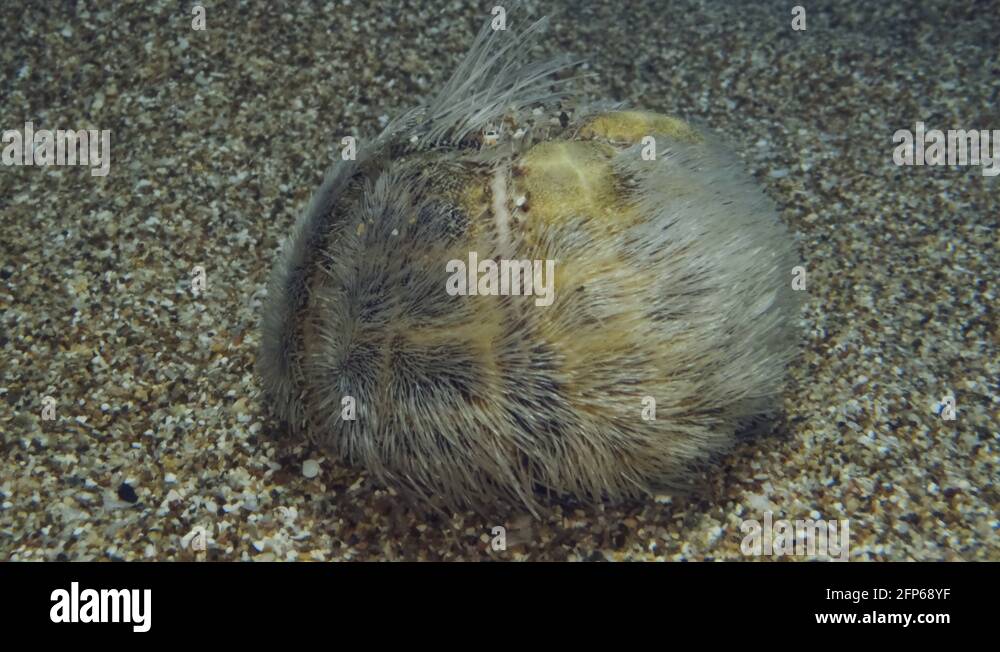 Sea Urchin Potato on seabed. Sea Potato or Common Heart Urchin ...