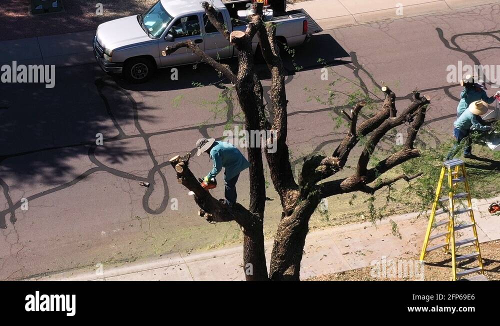 Men cutting tree chain saw Stock Videos & Footage - HD and 4K Video ...