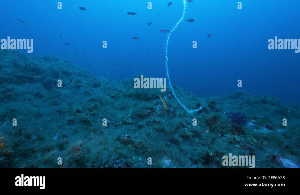 String jellyfish Stock Videos & Footage - HD and 4K Video Clips - Alamy