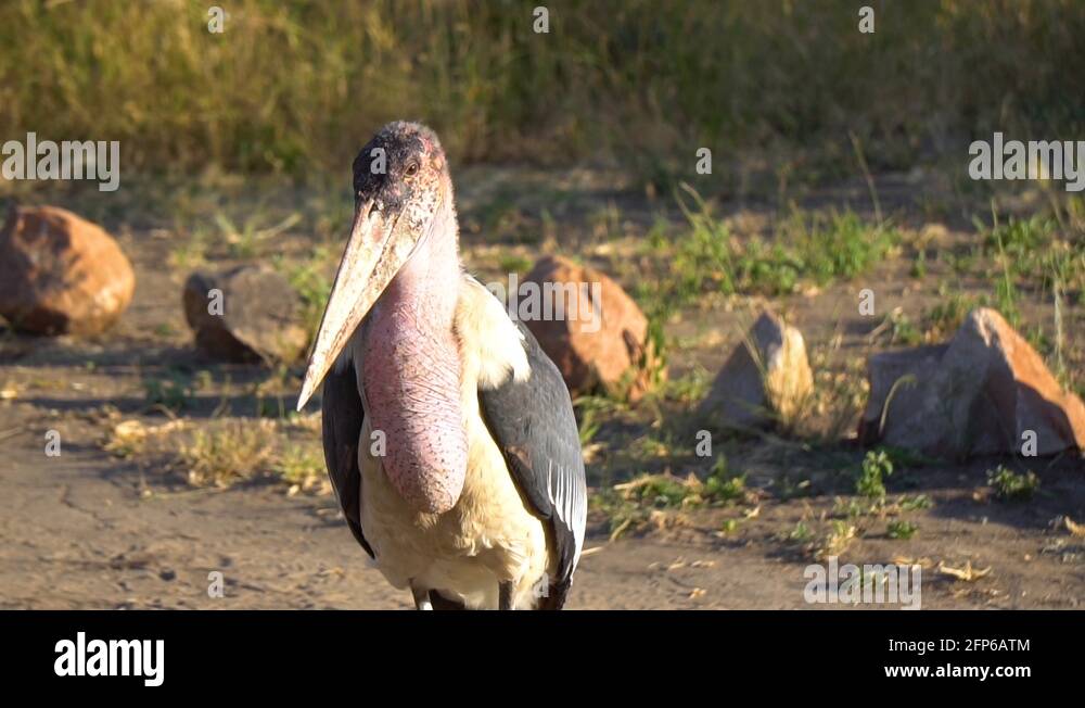 Marabou stork bird in tanzania Stock Videos & Footage - HD and 4K Video ...