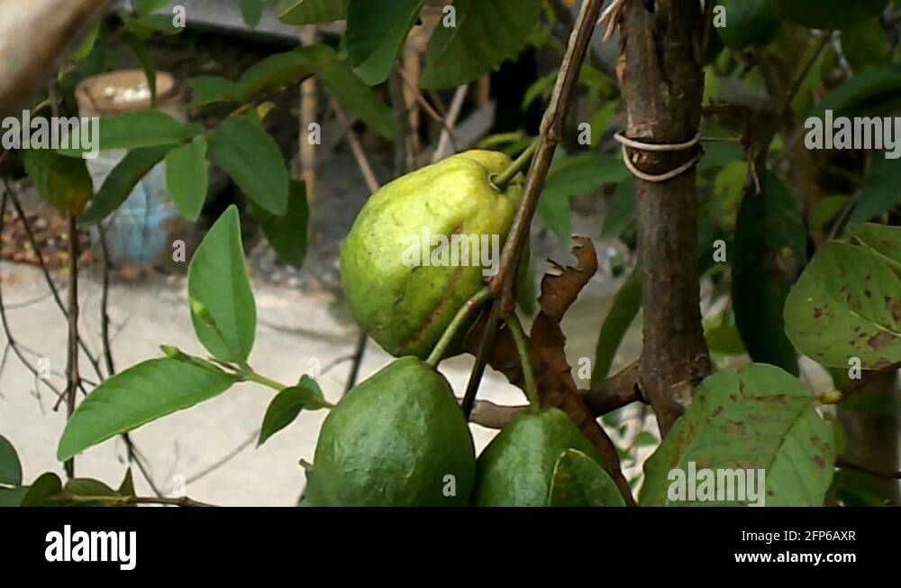 Sweet guava Stock Videos & Footage - HD and 4K Video Clips - Alamy