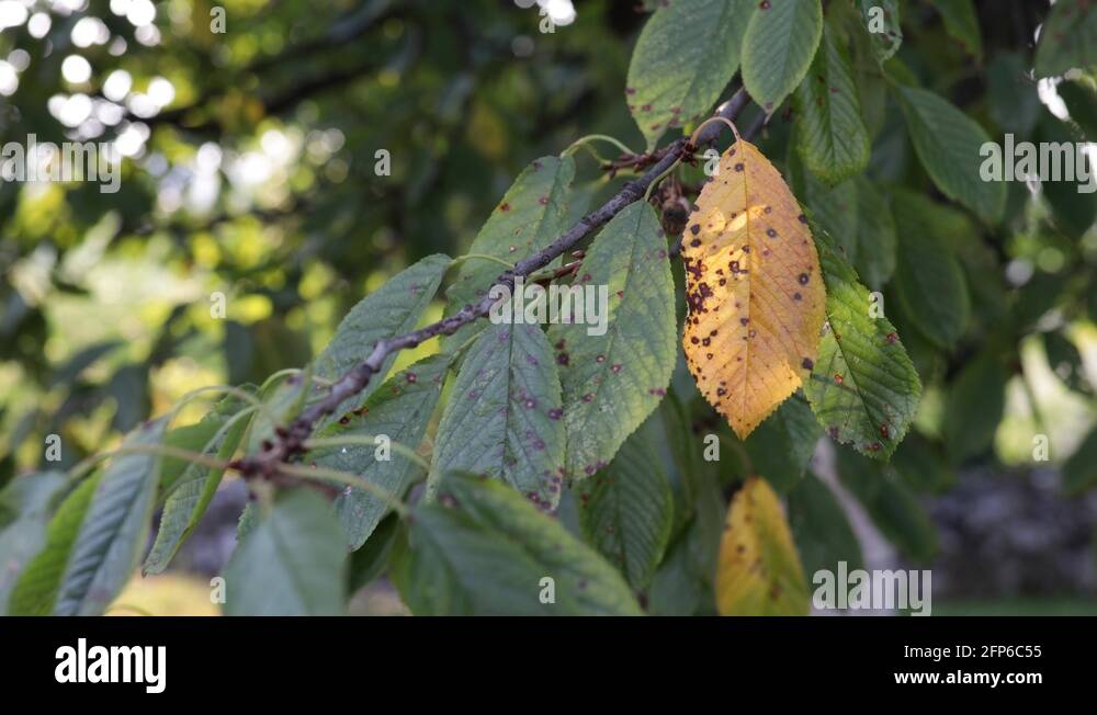 Leaf tree leaves branch Stock Videos & Footage - HD and 4K Video Clips - Alamy