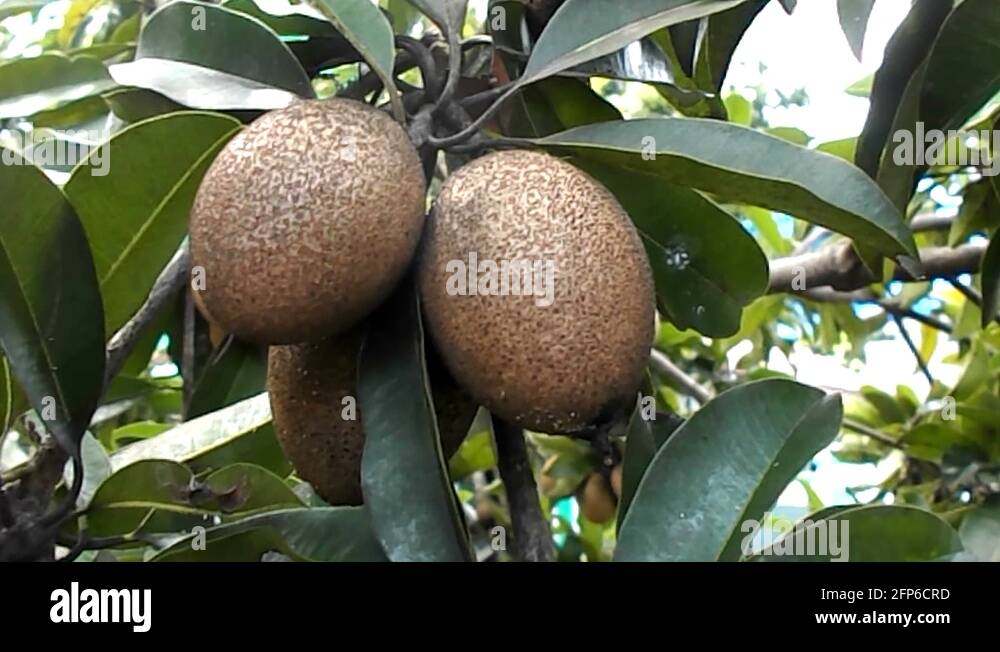 Manilkara Stock Videos & Footage - HD and 4K Video Clips - Alamy