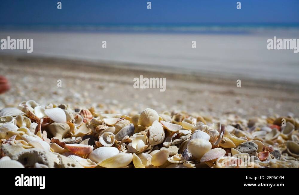 Pile of shells Stock Videos & Footage - HD and 4K Video Clips - Alamy