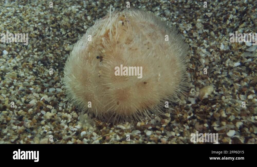 Sea potato underwater Stock Videos & Footage - HD and 4K Video Clips ...