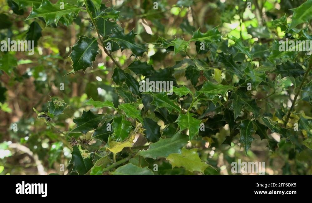 Forest holly Stock Videos & Footage - HD and 4K Video Clips - Alamy