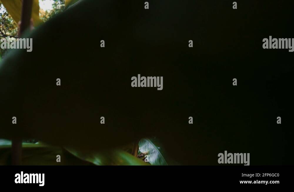 Green trees in Hawaii sun green luscious tropical plants Stock Video ...