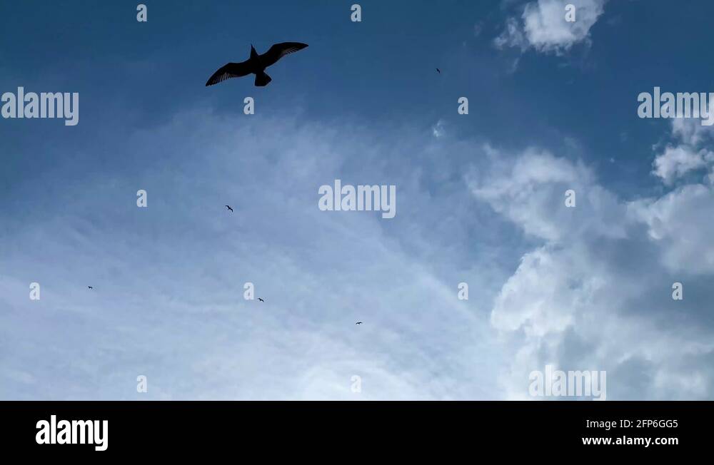 Flying bird/ seagull, view from below - ocean/sea water at cedar point ...