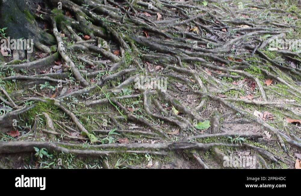 Tree roots pattern Stock Videos & Footage - HD and 4K Video Clips - Alamy