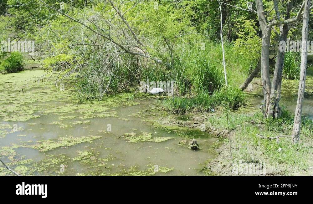 Grey crane hunting and successfully catching a small fish in a swamp ...