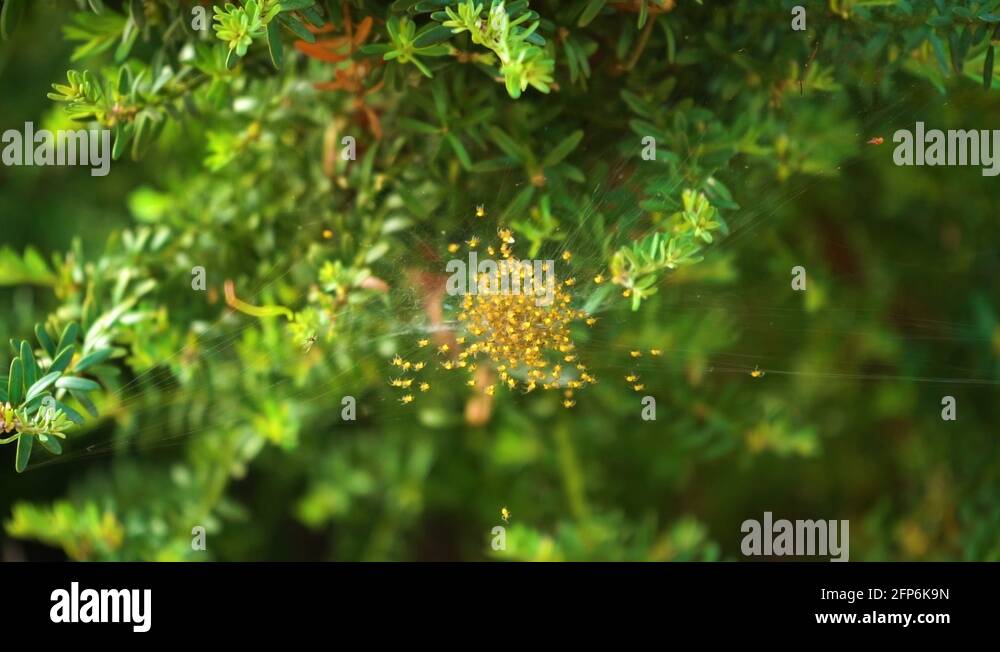 Slow spiders Stock Videos & Footage - HD and 4K Video Clips - Alamy