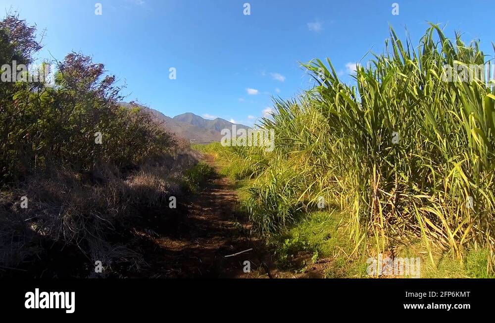 Sugarcane field in hawaii Stock Videos & Footage - HD and 4K Video ...