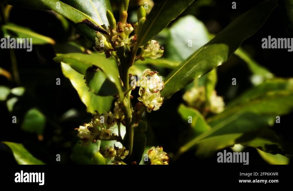 Laural tree Stock Videos & Footage - HD and 4K Video Clips - Alamy