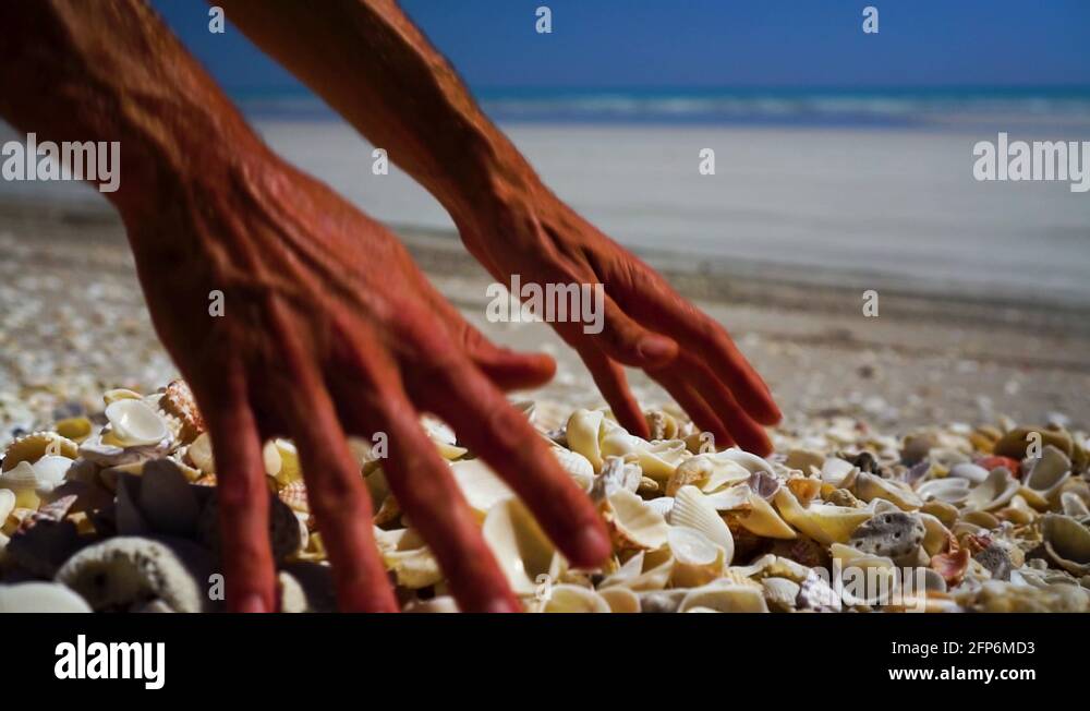Pile of shells Stock Videos & Footage - HD and 4K Video Clips - Alamy