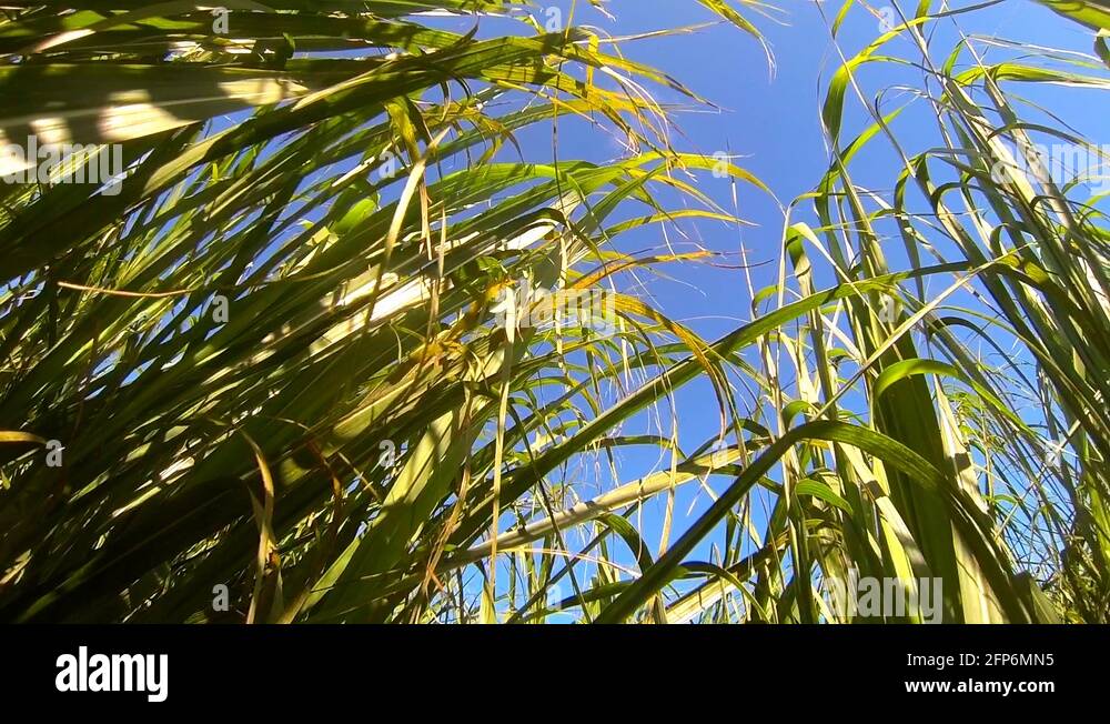 Green grass sugarcane Stock Videos & Footage - HD and 4K Video Clips ...