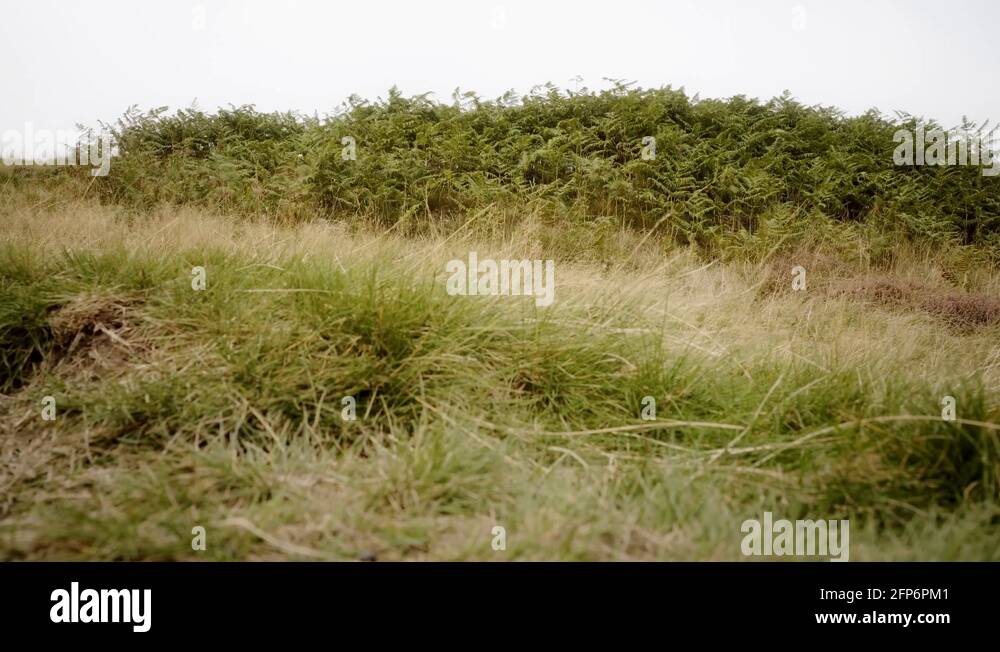 Fen soil Stock Videos & Footage - HD and 4K Video Clips - Alamy