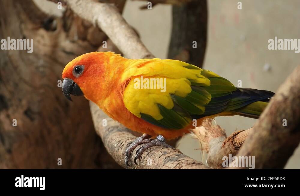 Conure in tree Stock Videos & Footage - HD and 4K Video Clips - Alamy