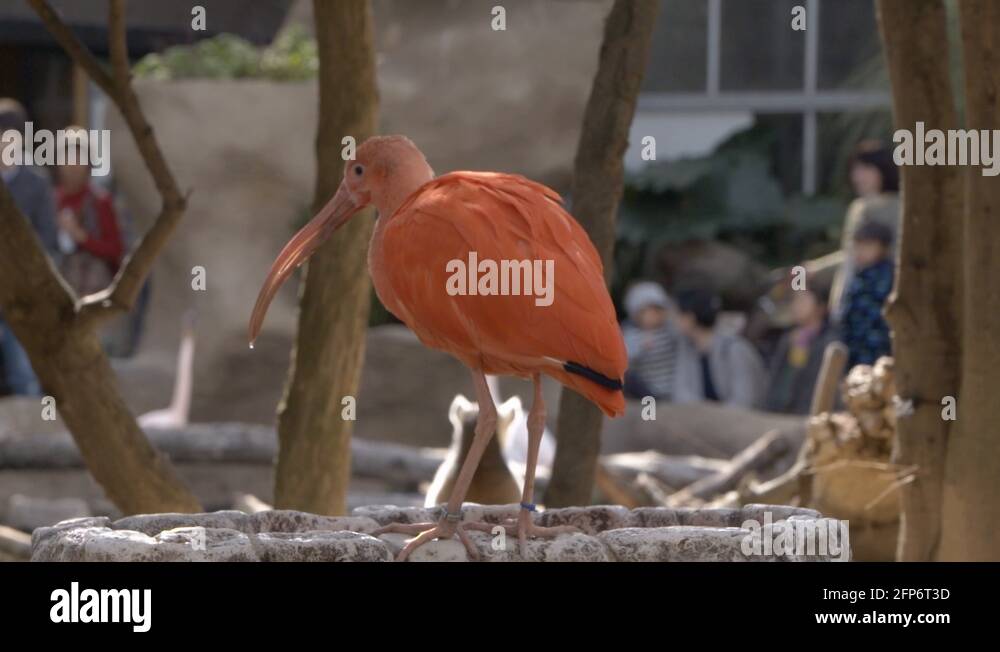 Scarlet ibis caribbean mangrove Stock Videos & Footage - HD and 4K ...