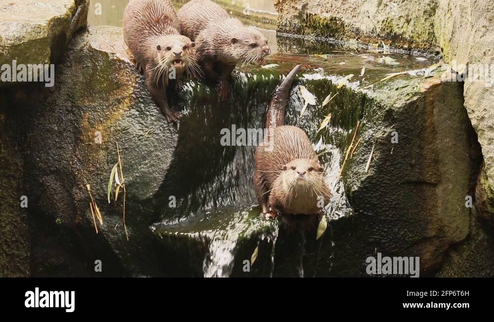Otters river Stock Videos & Footage - HD and 4K Video Clips - Alamy