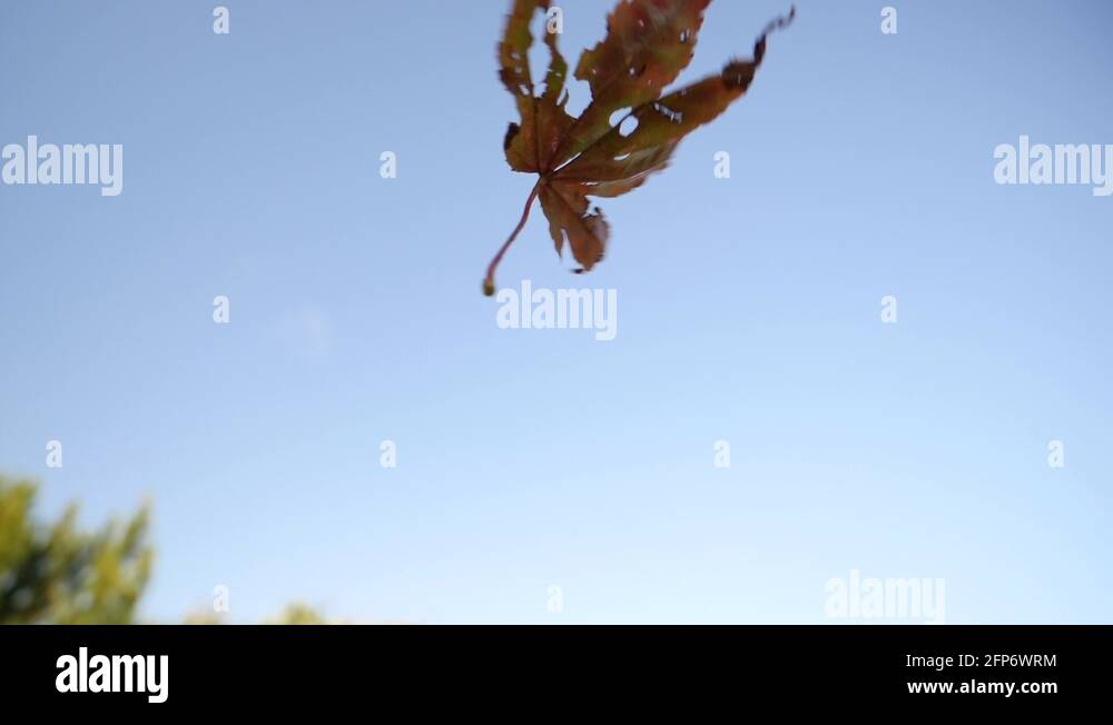Single leaf ground Stock Videos & Footage - HD and 4K Video Clips - Alamy