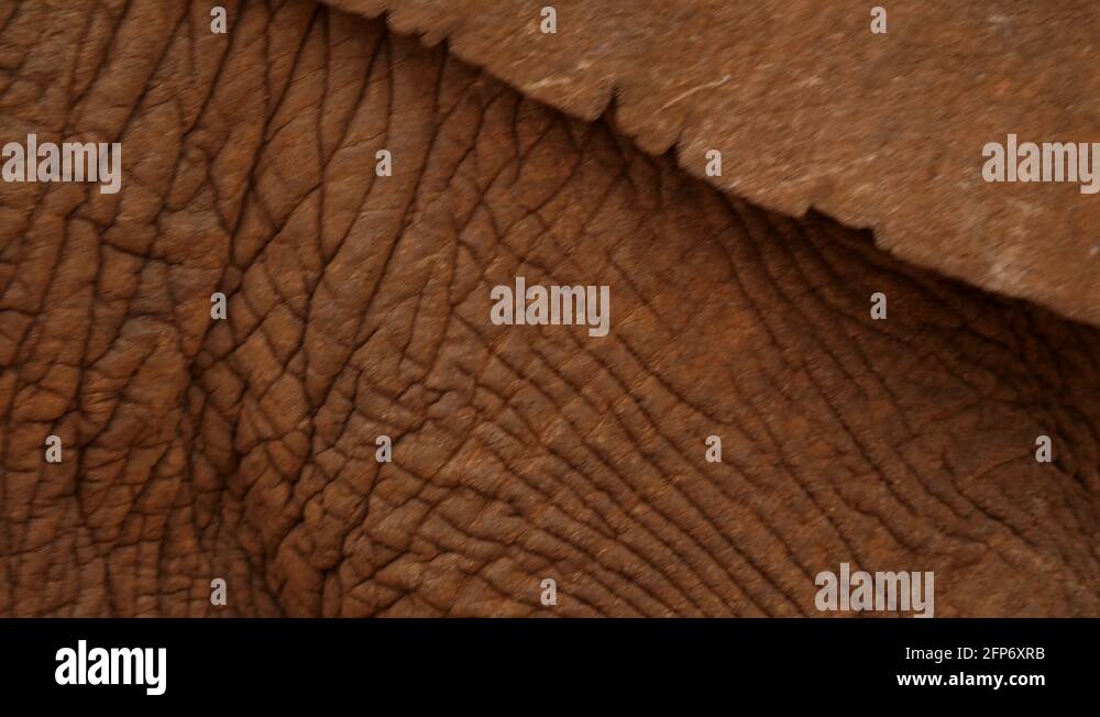 African elephant ear skin detail Stock Videos & Footage - HD and 4K ...