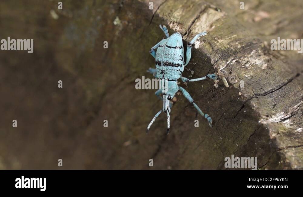 Beautiful weevil Stock Videos & Footage - HD and 4K Video Clips - Alamy