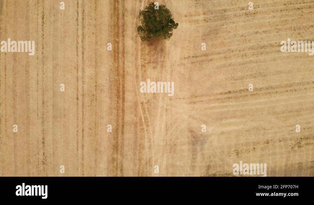 top down shot revealing single tree in an open field Stock Video ...