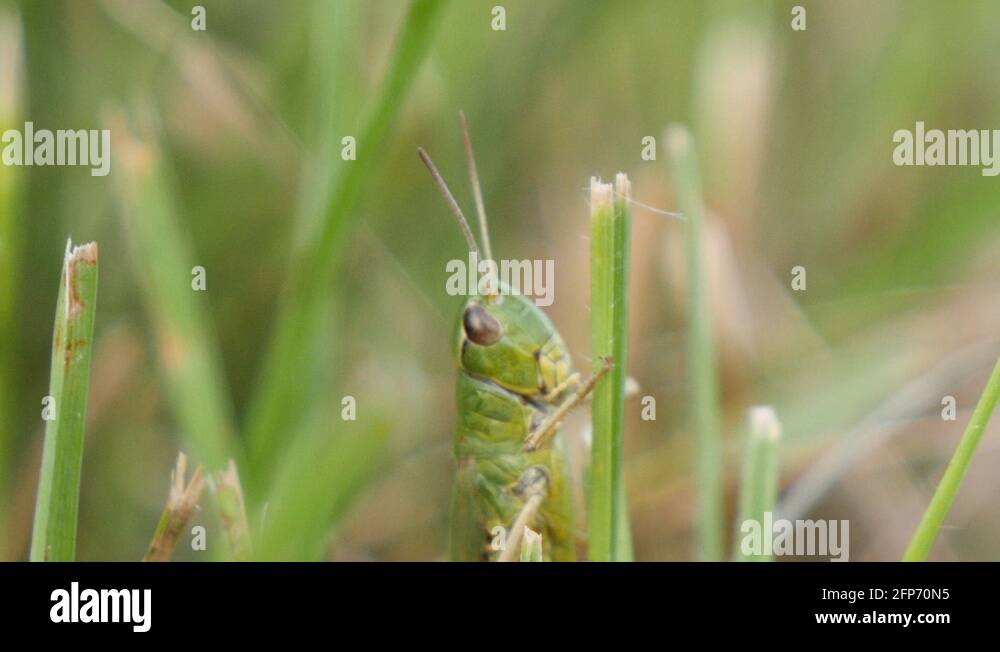 Close up view of grasshopper Stock Videos & Footage - HD and 4K Video ...