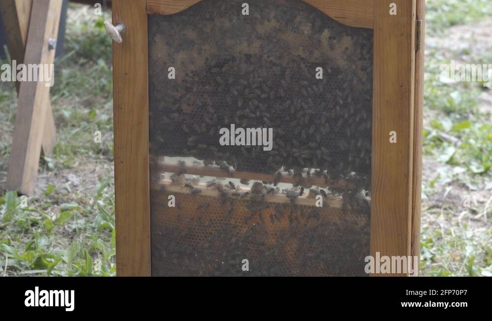 Glass hive Stock Videos & Footage - HD and 4K Video Clips - Alamy