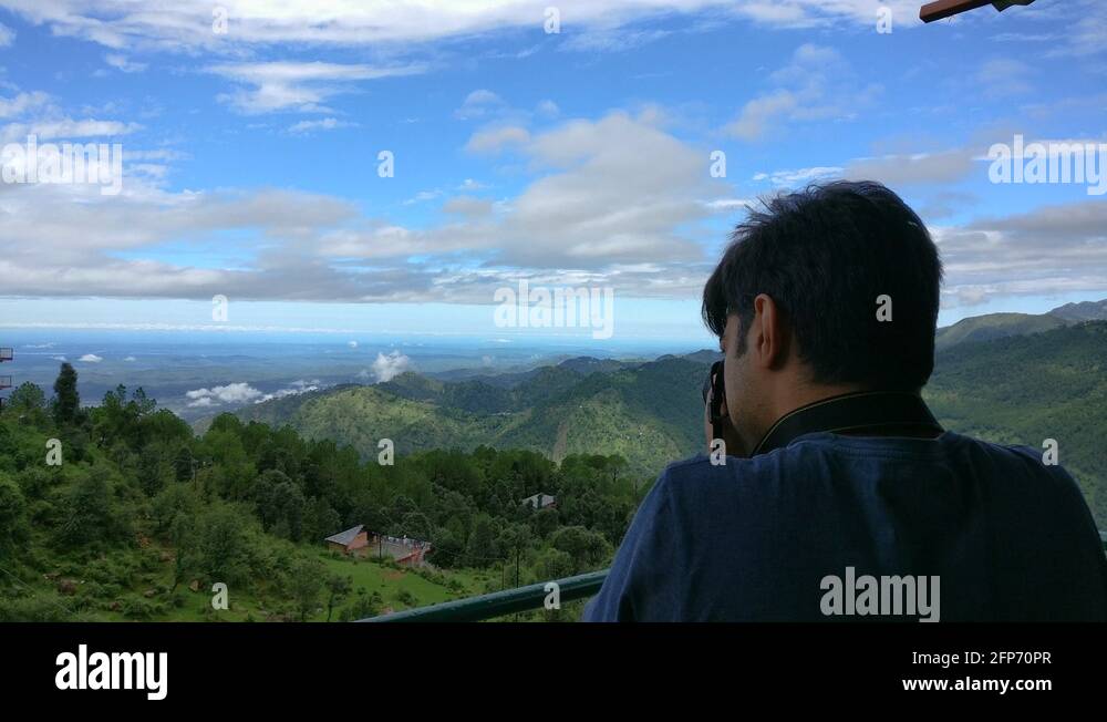 Indian fir tree Stock Videos & Footage - HD and 4K Video Clips - Alamy