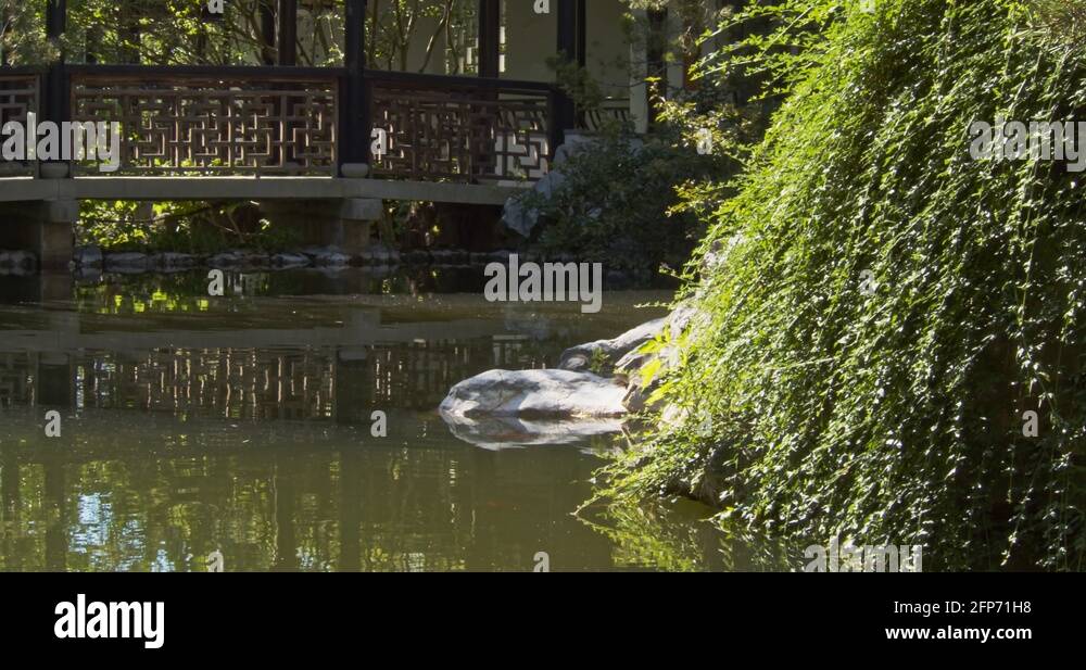 Scholar fish Stock Videos & Footage - HD and 4K Video Clips - Alamy