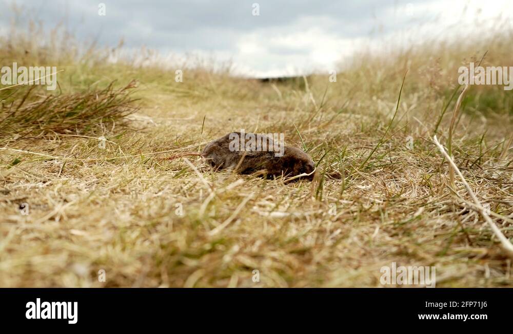 Dead field mouse Stock Videos & Footage - HD and 4K Video Clips - Alamy
