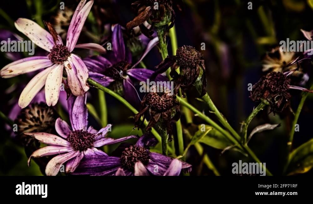 Ping symbol Stock Videos & Footage - HD and 4K Video Clips - Alamy