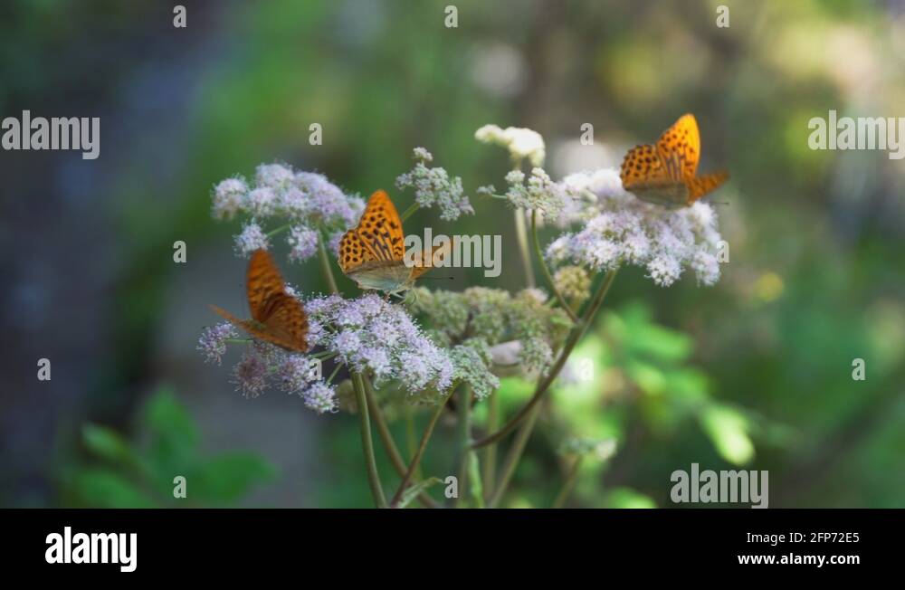 Multiple butterflies flying Stock Videos & Footage - HD and 4K Video ...