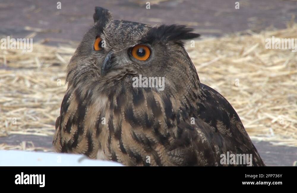 Wildlife owl Stock Videos & Footage - HD and 4K Video Clips - Alamy