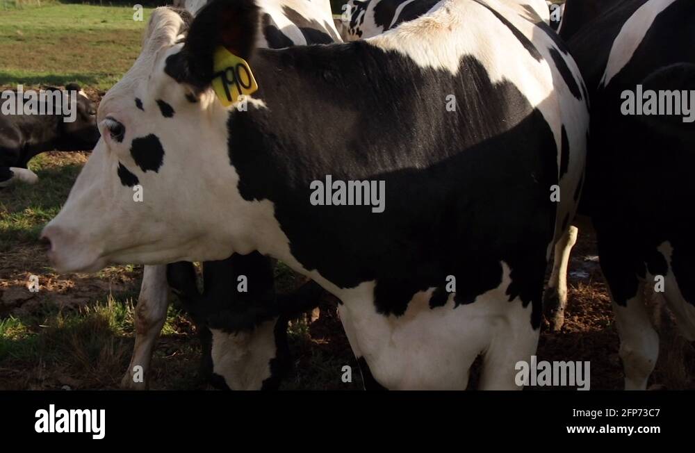 Real cow Stock Videos & Footage - HD and 4K Video Clips - Alamy