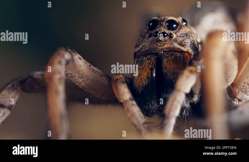 Spider palps Stock Videos & Footage - HD and 4K Video Clips - Alamy