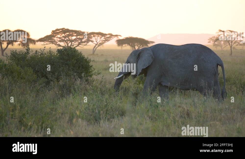 Animal eating in grass Stock Videos & Footage - HD and 4K Video Clips ...