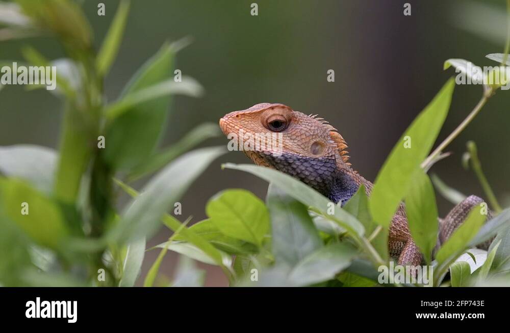 Chewing lizard Stock Videos & Footage - HD and 4K Video Clips - Alamy