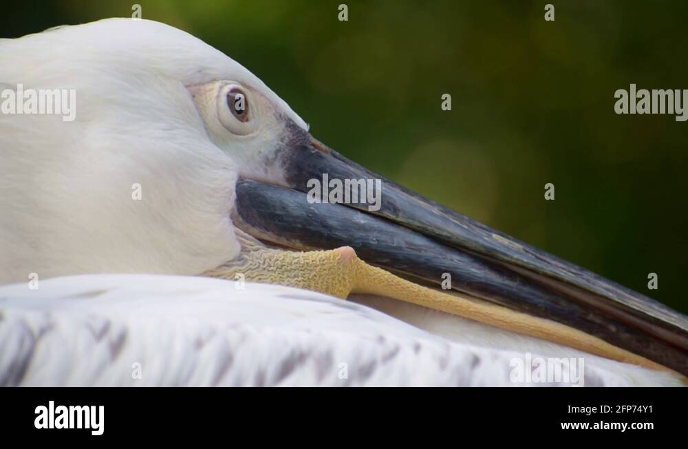 White pelican full beak Stock Videos & Footage - HD and 4K Video Clips ...