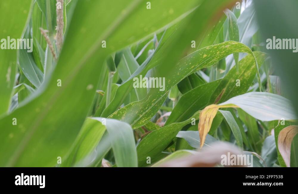Harvest corn dolly’ Stock Videos & Footage - HD and 4K Video Clips - Alamy