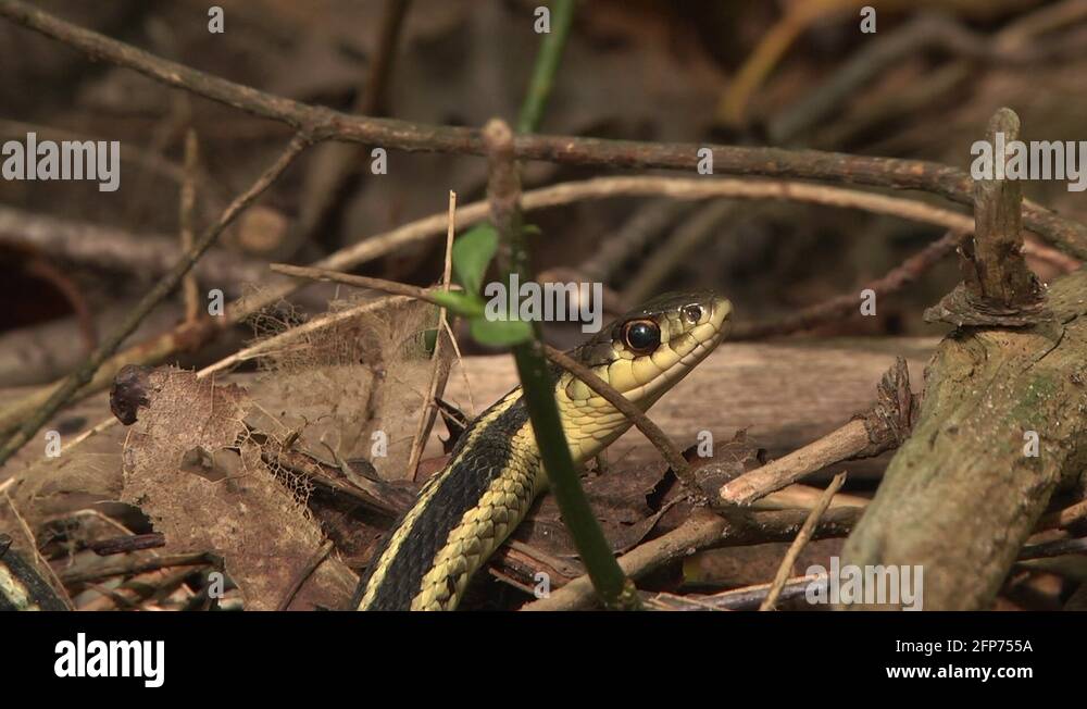 Eastern garter snakes Stock Videos & Footage - HD and 4K Video Clips ...