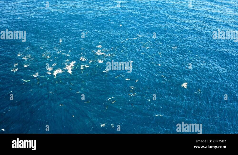 Dolphin hunt fish Stock Videos & Footage - HD and 4K Video Clips - Alamy