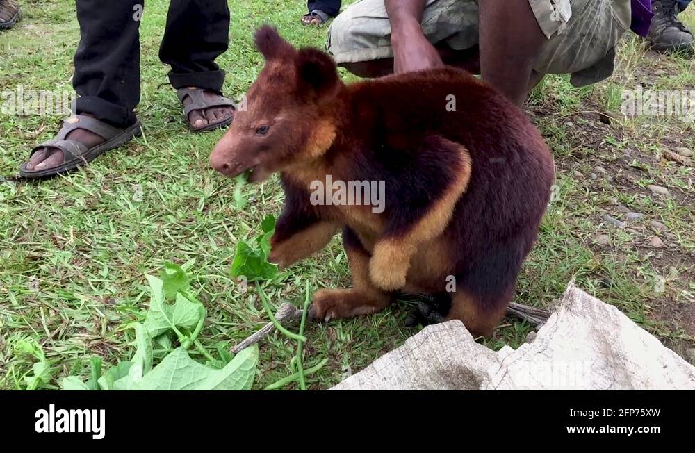 Endangered tree kangaroo Stock Videos & Footage - HD and 4K Video Clips ...