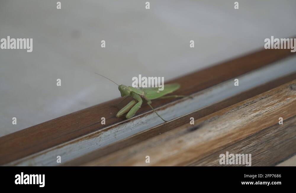 Cricket insect inside house Stock Videos & Footage - HD and 4K Video ...