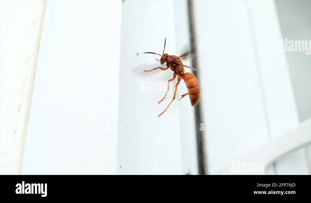 Wasp at farm Stock Videos & Footage - HD and 4K Video Clips - Alamy